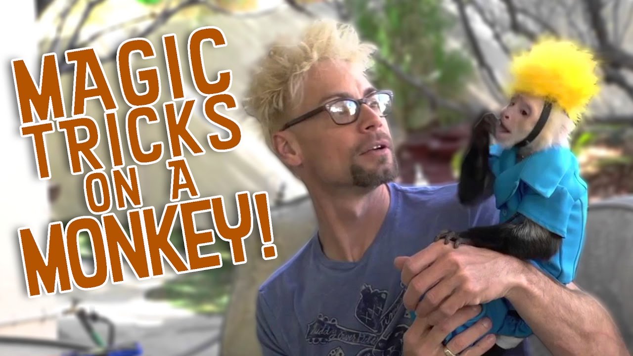 Monkey tricked by magic!
