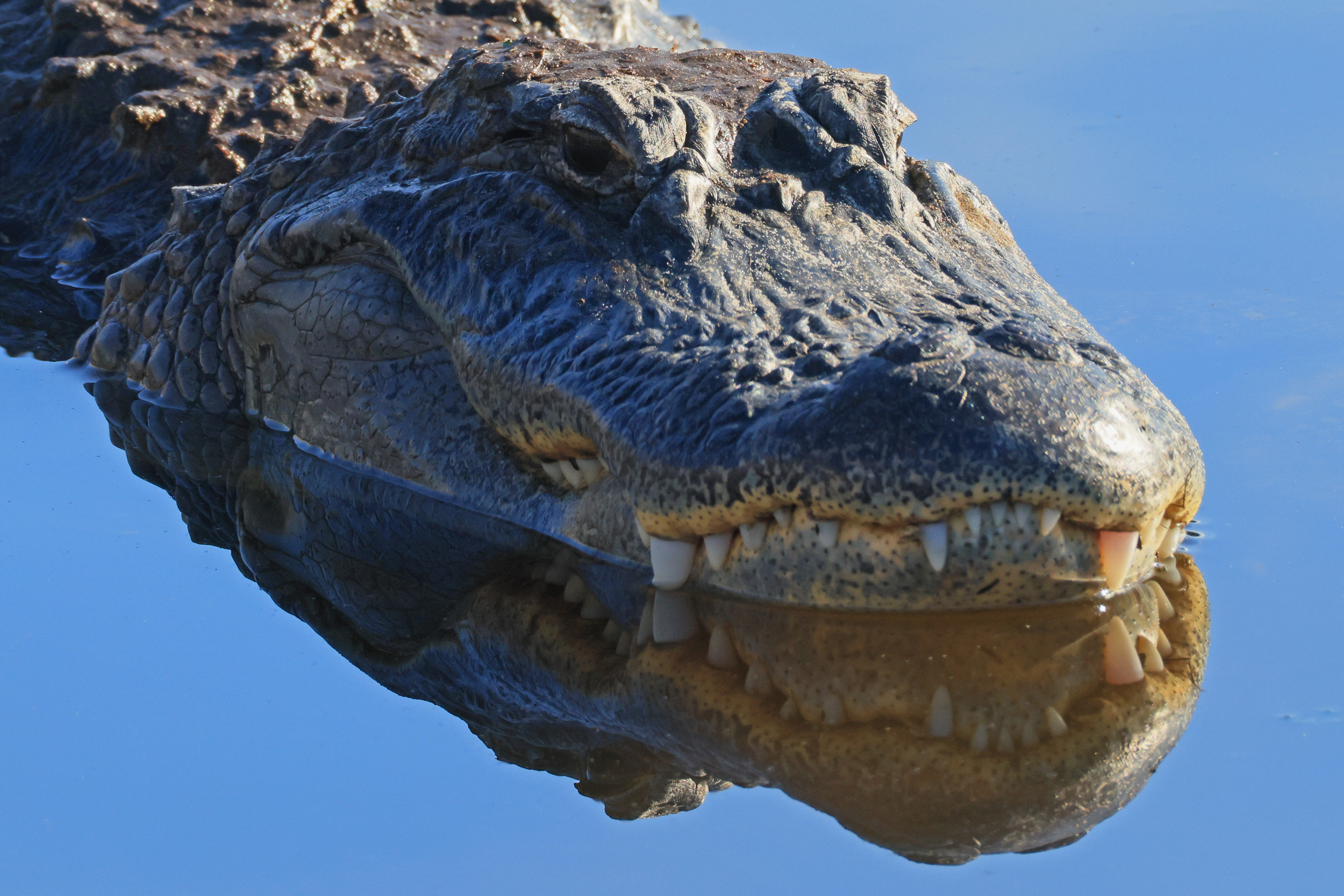 Woman Killed in Alligator Attack While Kayaking in Florida