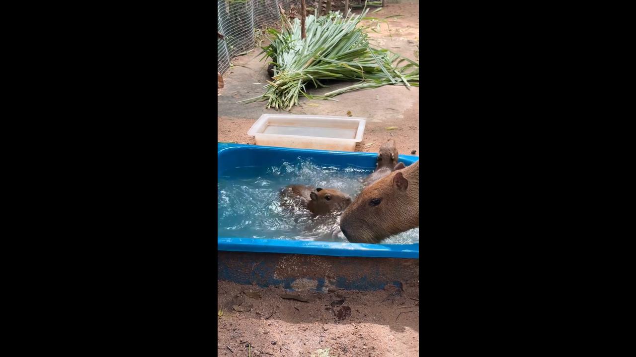 Baby capybaras enjoying water in zoo