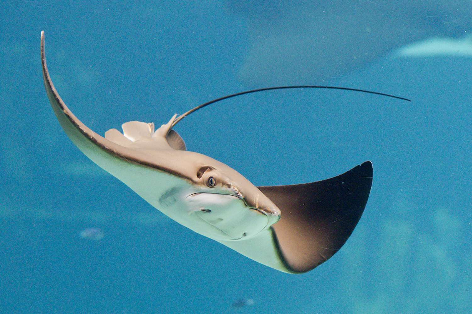 Stingray Attacks Woman 68, and Pierces Her with 6-Inch Barb, Leaving ...