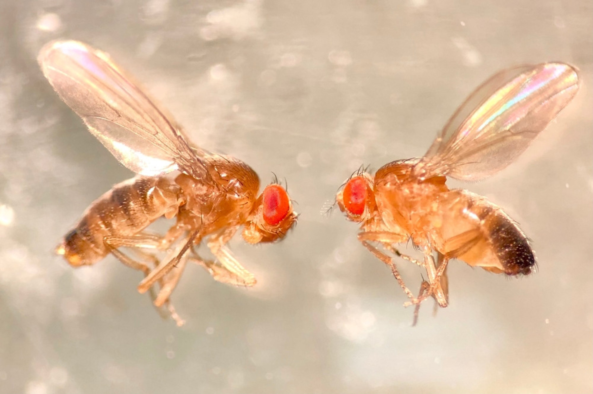 How does your brain work? Ask a fly!