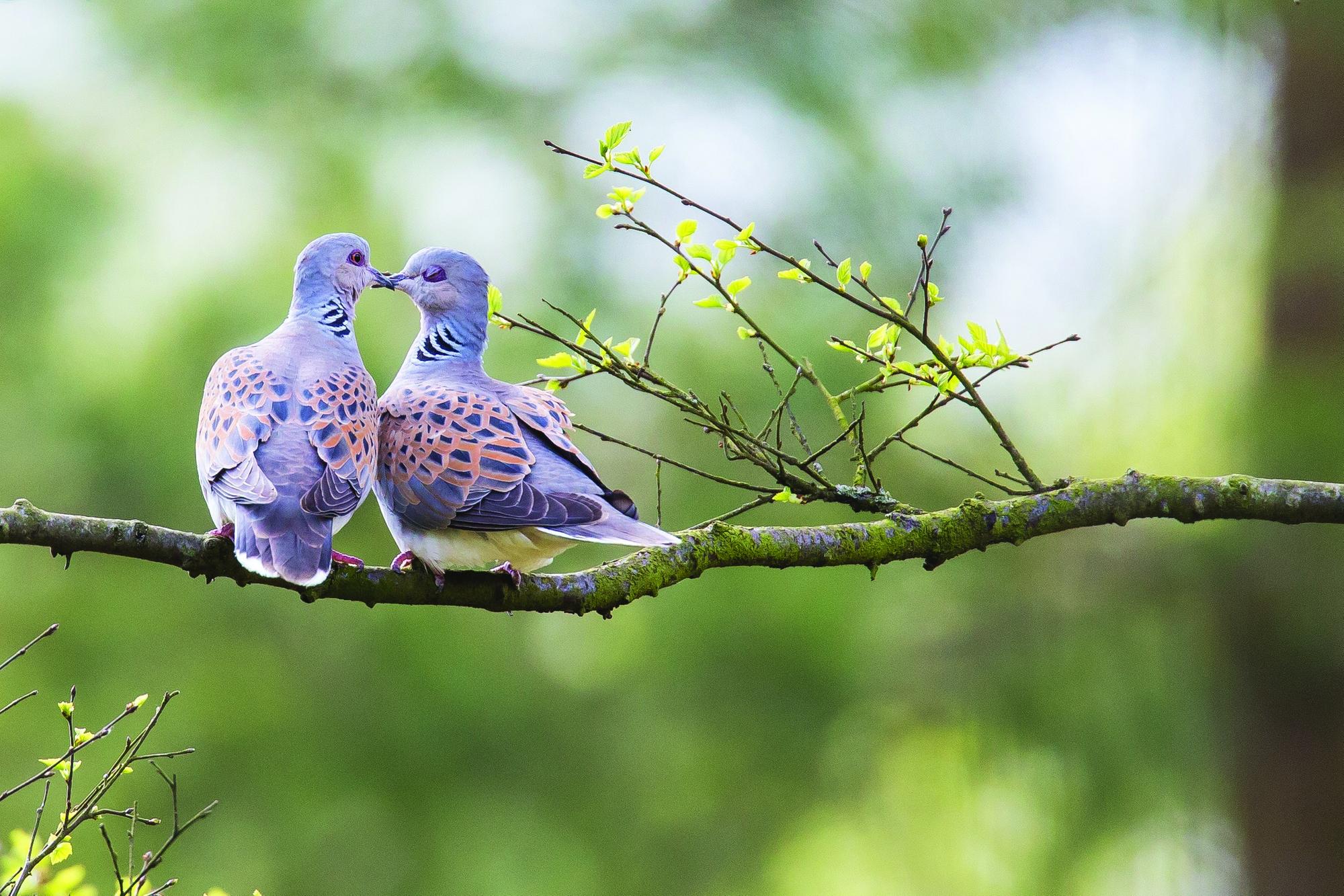 Turtle doves and newts set to benefit from new Doncaster nature reserve