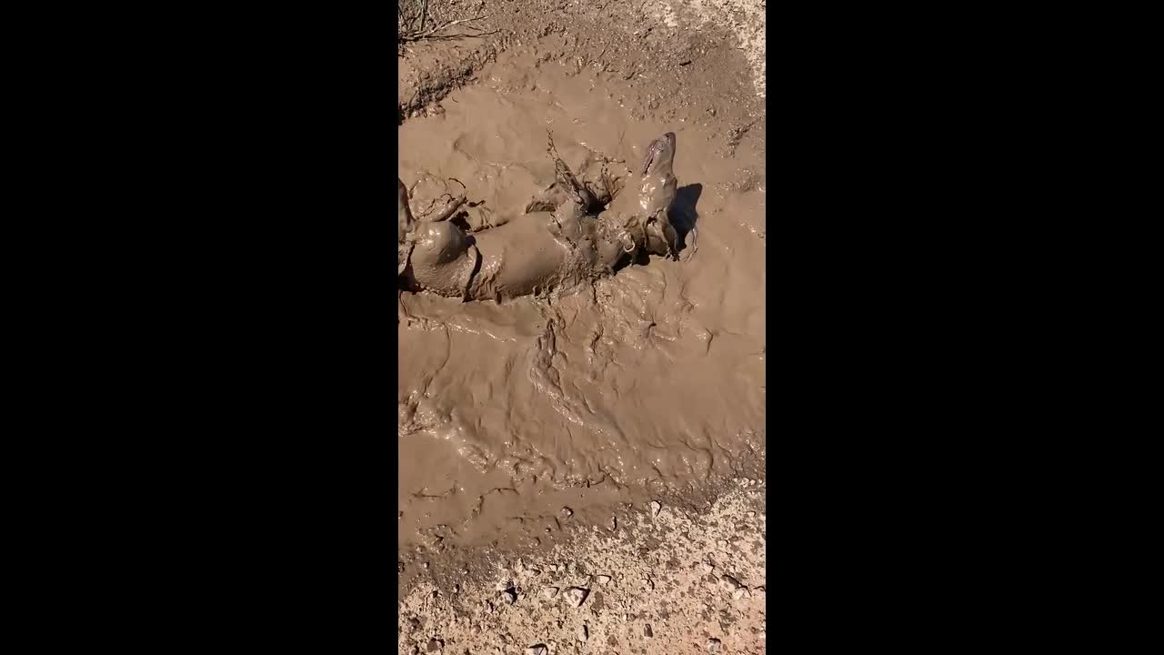 Elli the 7-month-old dachshund charms millions with joyful mud bath ...