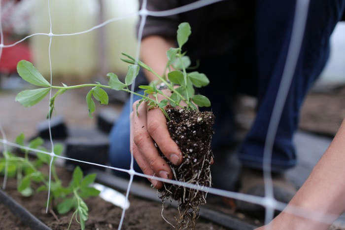 Gardening 101: How to Transplant Seedlings and Plantlings