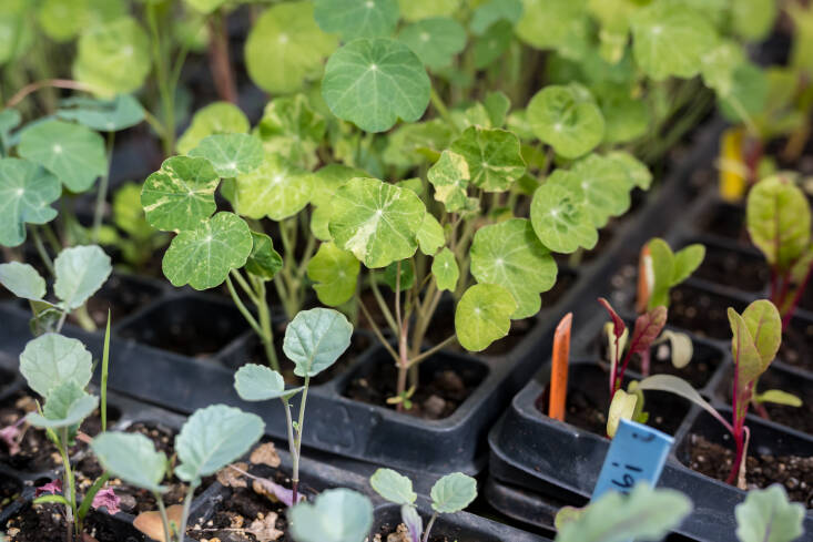 Gardening 101: How to Transplant Seedlings and Plantlings
