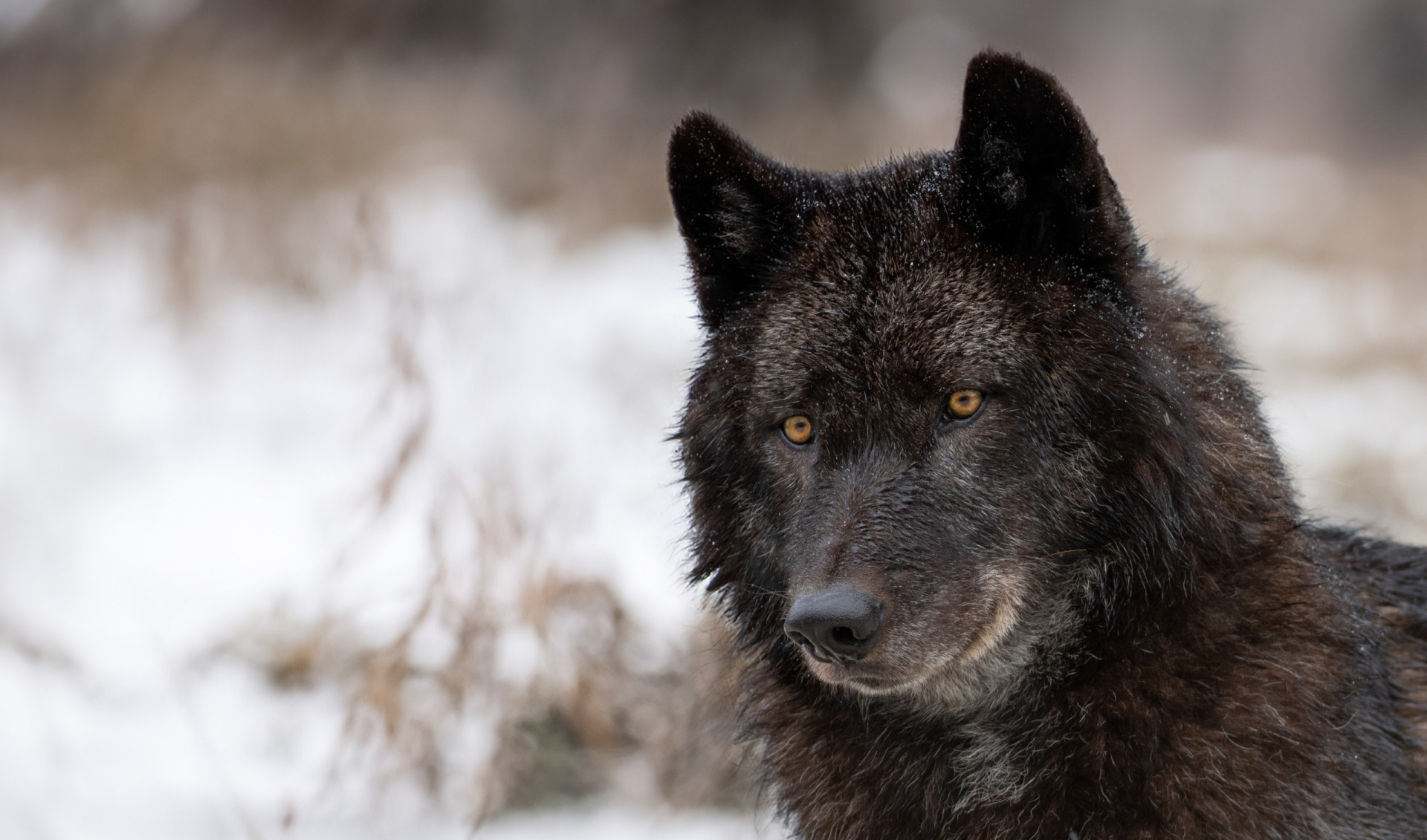 Wonder at the beauty of these all-black animals