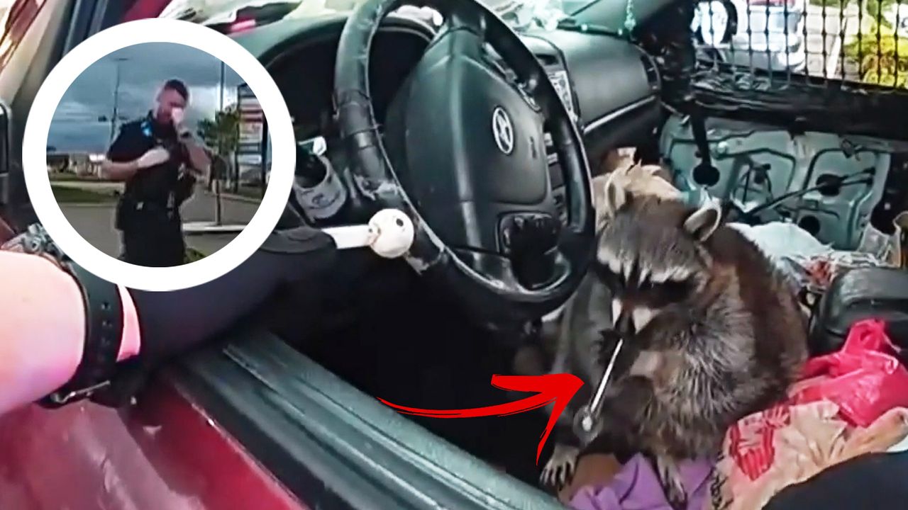 Raccoon holding meth pipe in its mouth leads to drug bust in Ohio