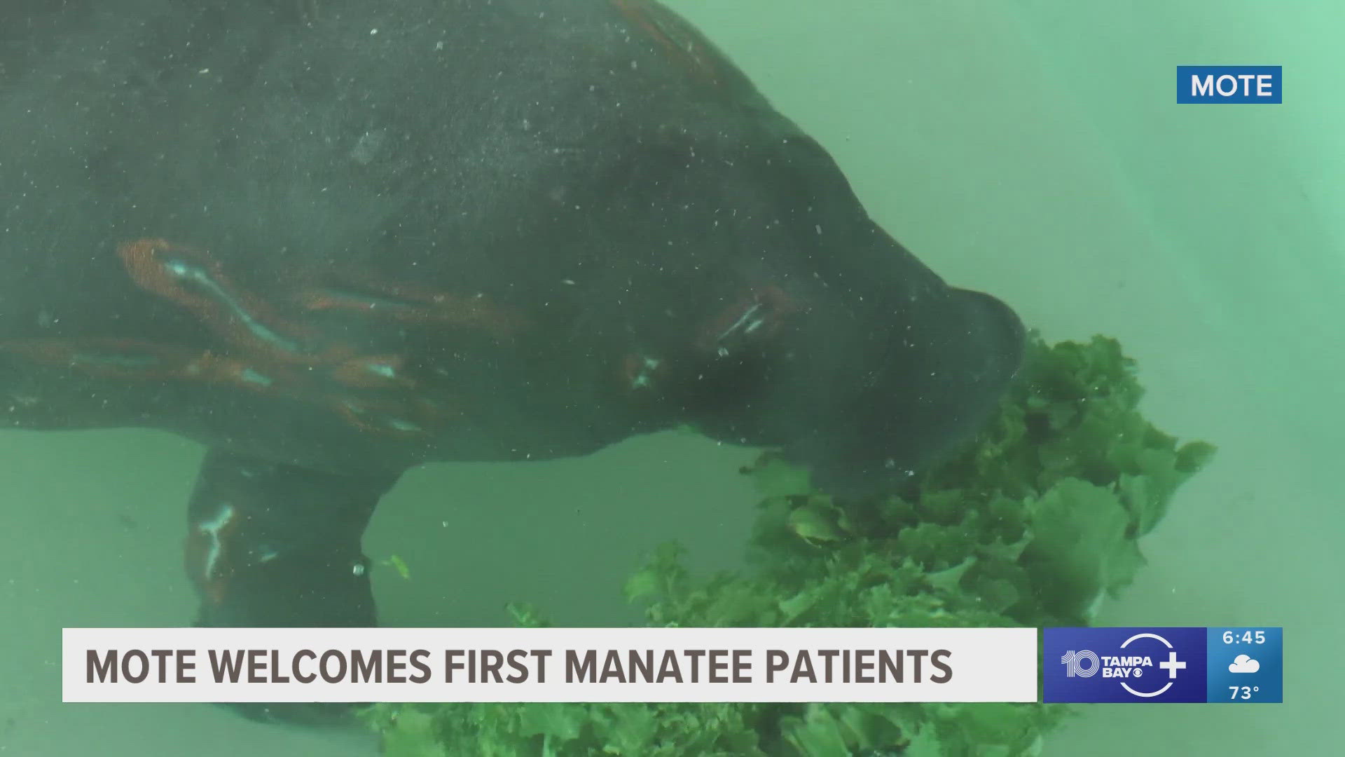 New designation for Mote Marine Lab signals major step for manatee rehab care