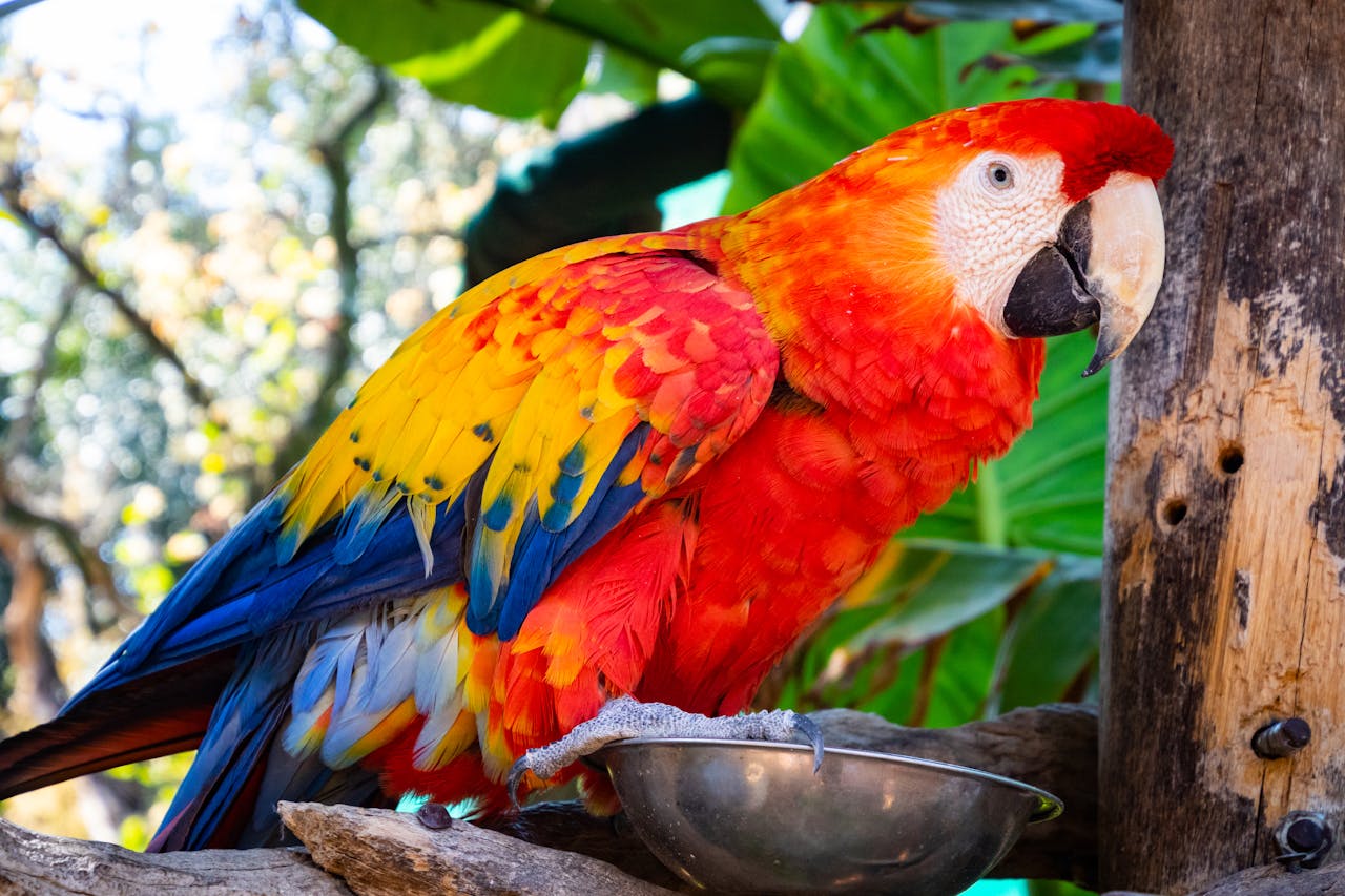 10 Things You Didn’t Know About Large Parrots