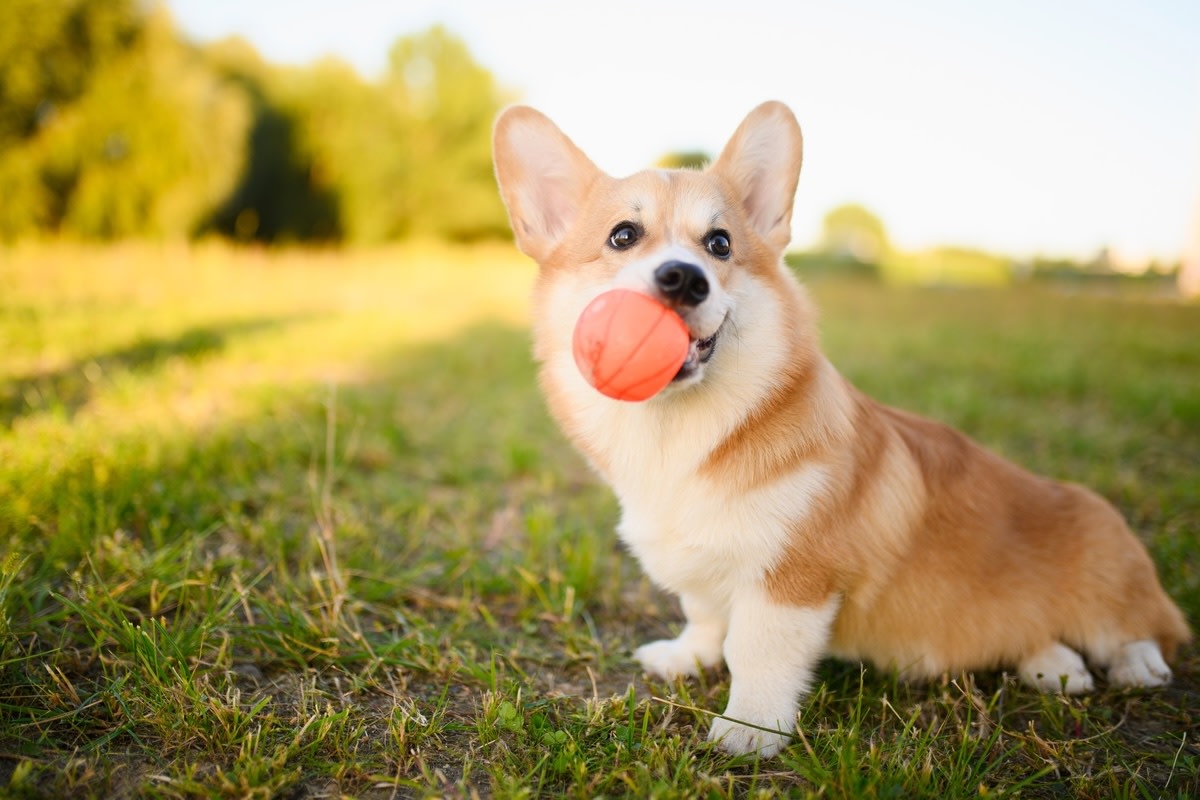 GoPro-Wearing Corgi Begs Strangers To Play Fetch at the Park and It’s Cuteness Overload