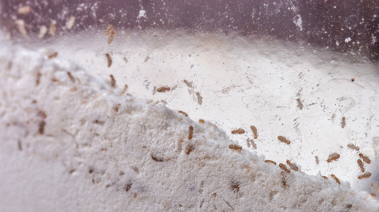 The Pantry Staple That Keeps Bugs Out Of Your Flour