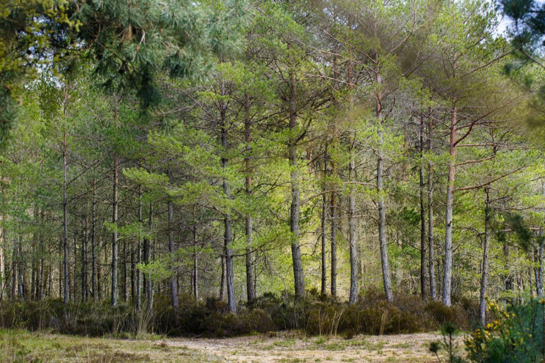 Top des balades à faire à Nantes (et autour)
