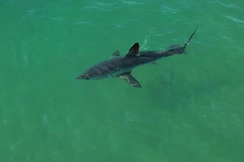 7ft mini great white shark spotted off UK coast as beachgoers told ...