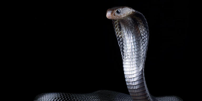 A Man Let Deadly Snakes Bite Him for 20 Years. His Immune System Is Now ...