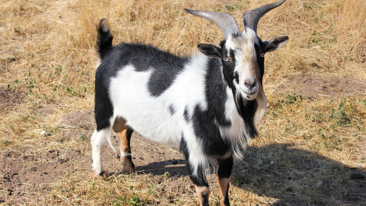 9 goat breeds that are almost too cute to handle