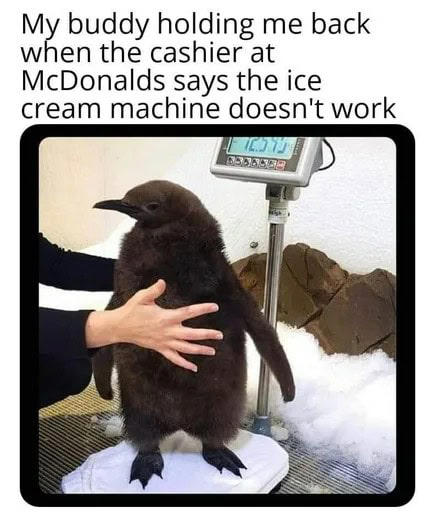 36 Funny Penguin Memes That Are Just Flippin' Hilarious