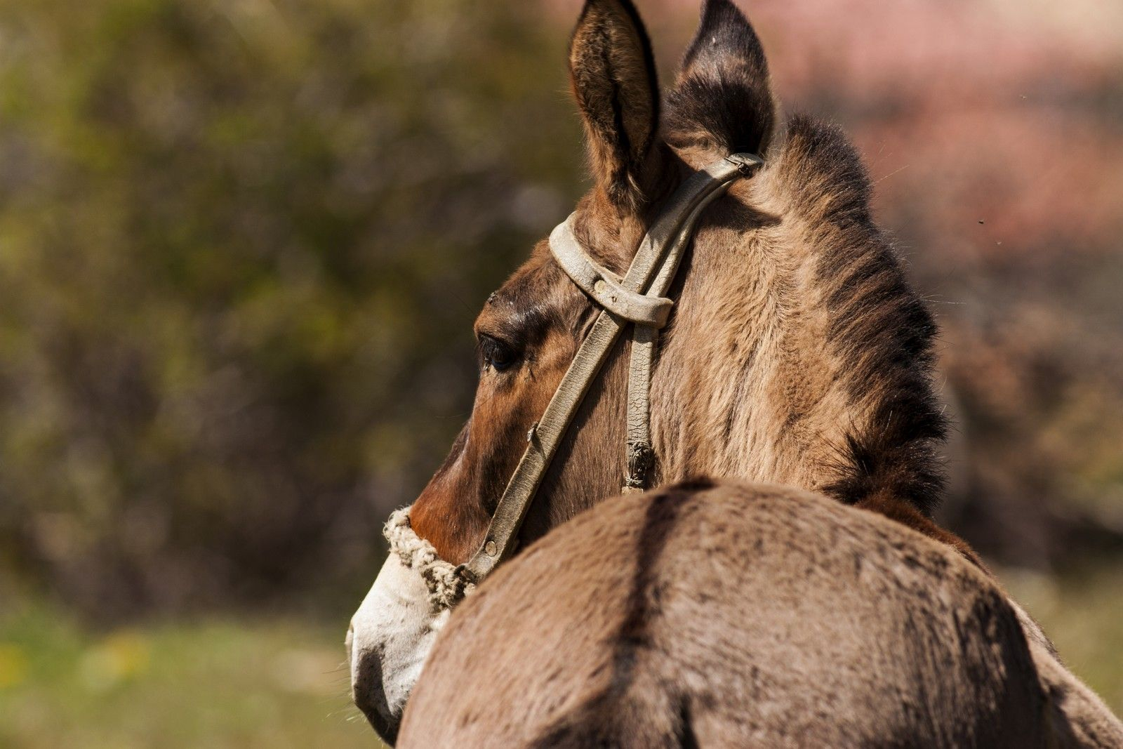 Εγκατέλειψαν πληγωμένο γαϊδουράκι στον περιφερειακό Νέας Κίου - Άργους