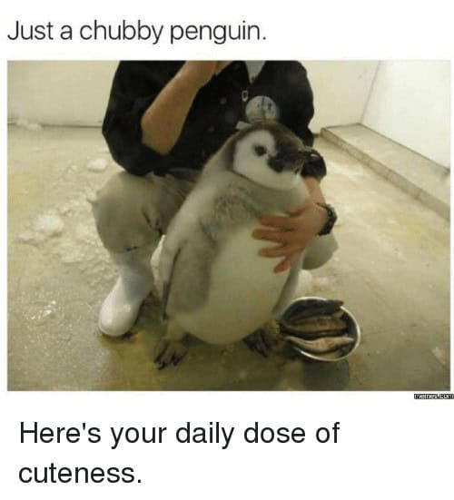 36 Funny Penguin Memes That Are Just Flippin' Hilarious