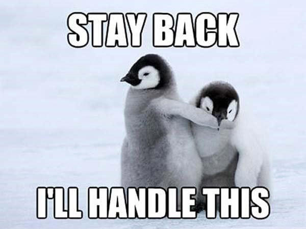 36 Funny Penguin Memes That Are Just Flippin' Hilarious