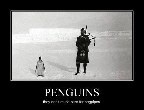 36 Funny Penguin Memes That Are Just Flippin' Hilarious