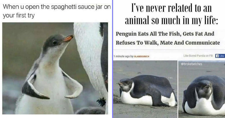 36 Funny Penguin Memes That Are Just Flippin' Hilarious