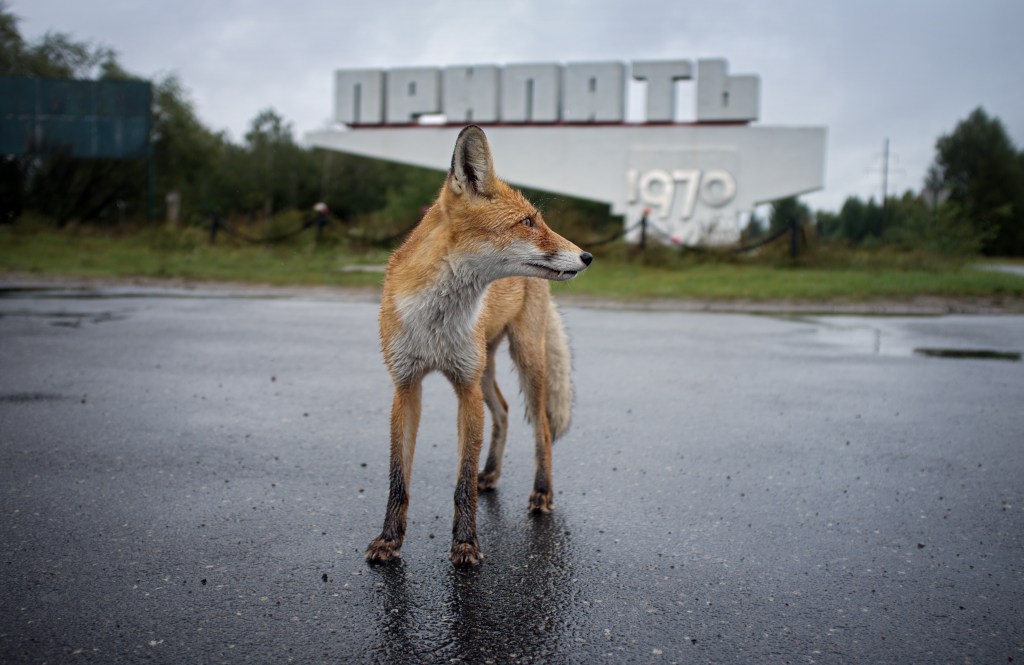 Chernobyl’s mutant wolves are developing a very special super power
