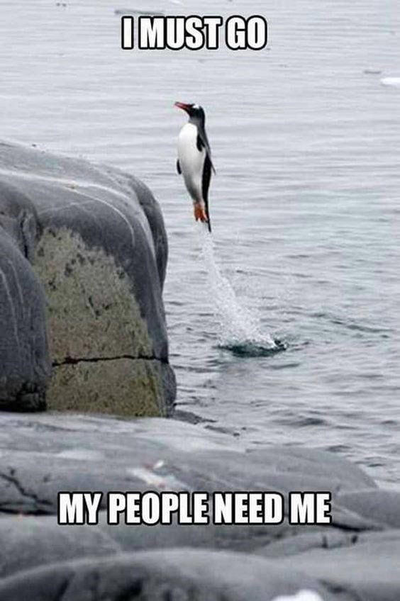 36 Funny Penguin Memes That Are Just Flippin' Hilarious