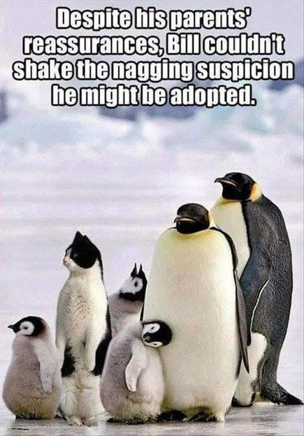 36 Funny Penguin Memes That Are Just Flippin' Hilarious