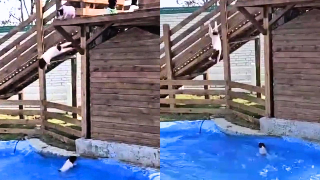 Adorable mini pigs take turns diving into swimming pool