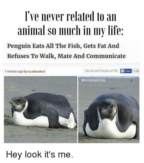 36 Funny Penguin Memes That Are Just Flippin' Hilarious