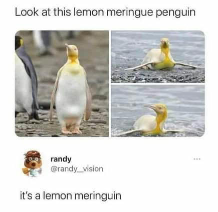 36 Funny Penguin Memes That Are Just Flippin' Hilarious
