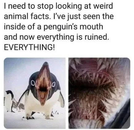 36 Funny Penguin Memes That Are Just Flippin' Hilarious