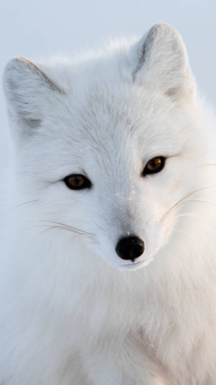 10 Arctic animals that thrive in extreme cold