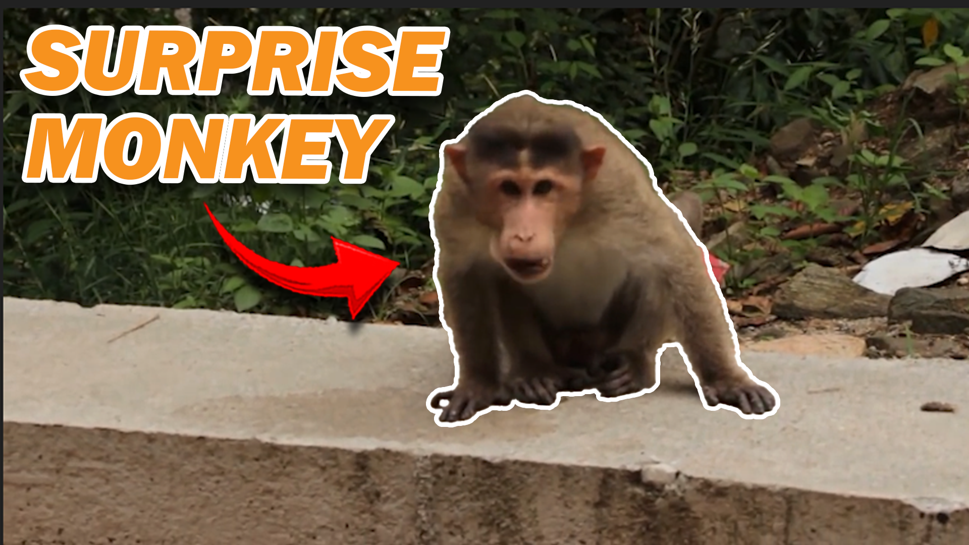 Funniest Random Monkey Moments Ever 🤣🐒 | Must-Watch Animal Video