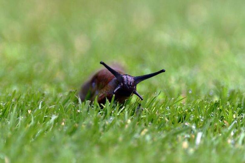 Keep slugs at bay in your garden with a simple 90p trick