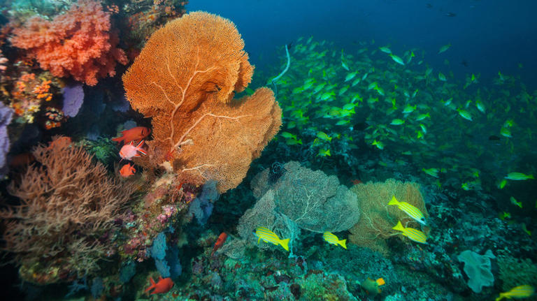 One Of Maui's Best Snorkeling Spots Boasts Crystal-Clear Water And ...