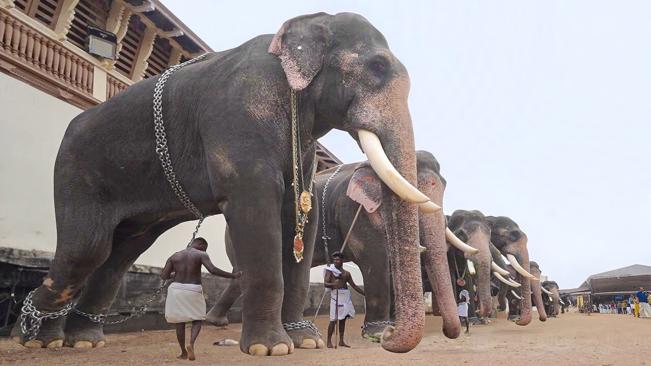 Moving dozens of giant elephants: A fascinating yet risky job