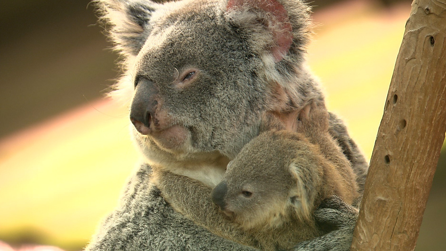 This Koala Joey Is All About His Mom!