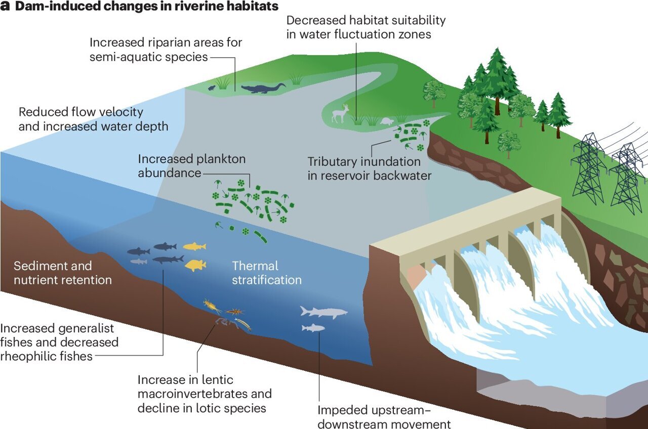 The hidden cost of hydropower: Biodiversity at risk