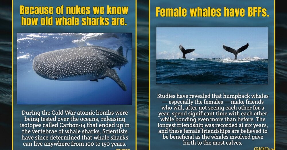 14 Wonderfully Weird Facts About Whales