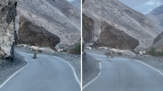 Rare predator caught on camera: Snow leopard casually strolls past stunned tourists in Spiti Valley