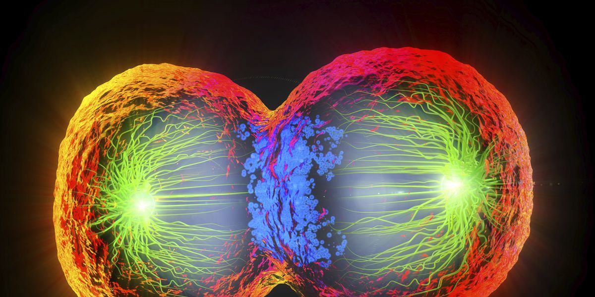 Scientists Found Cells That Defy the Rules of Reproduction—and Could ...