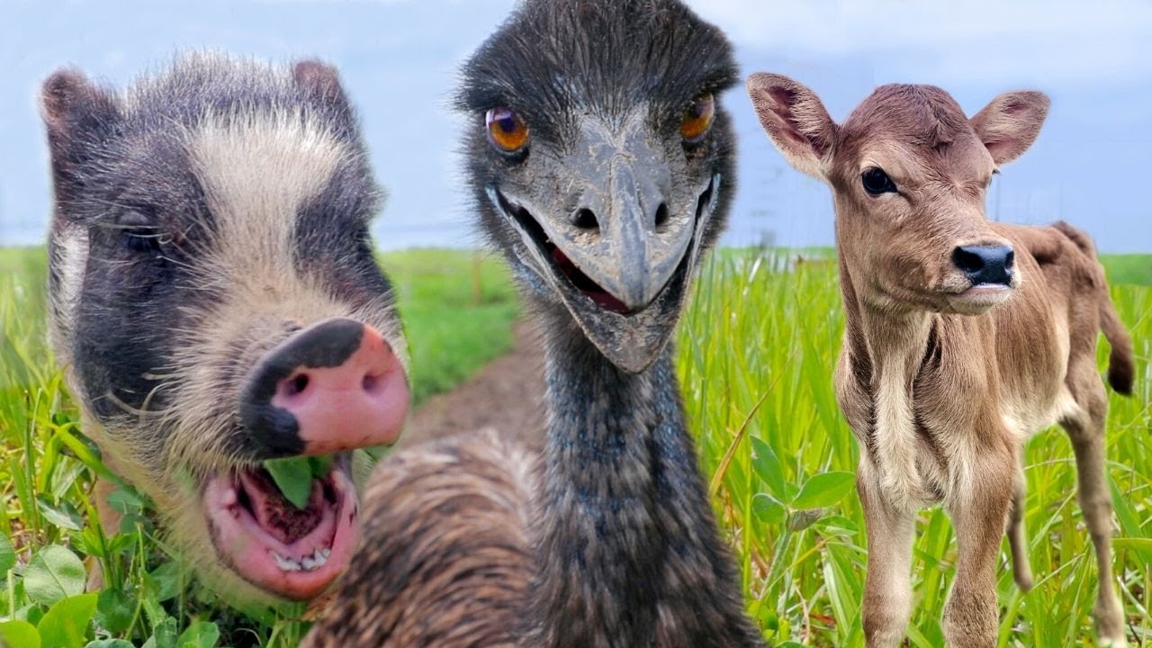 The ACTUAL cost of 80 farm animals.