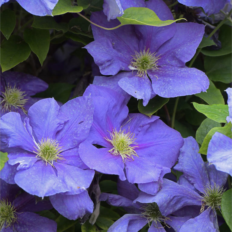 How to grow clematis – 5 things you need to know for stunning climbing ...