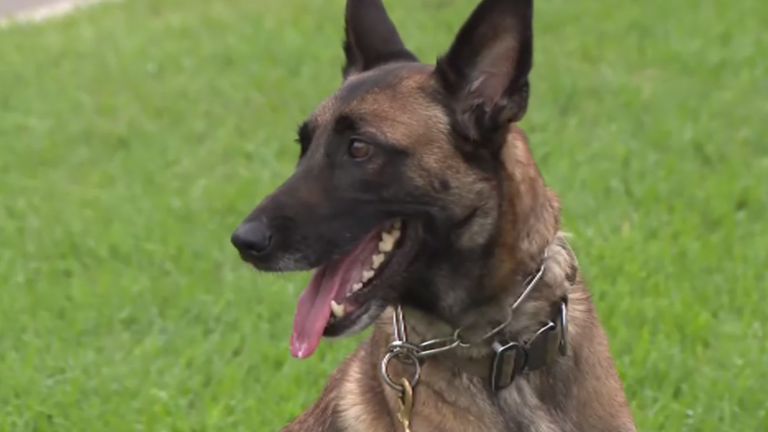 Azusa police salute K9 Hailey as she retires, fighting cancer