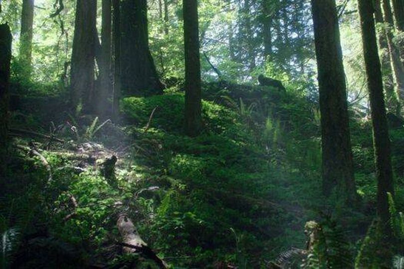 'Best' movie with 100% Rotten Tomatoes score is now available to stream