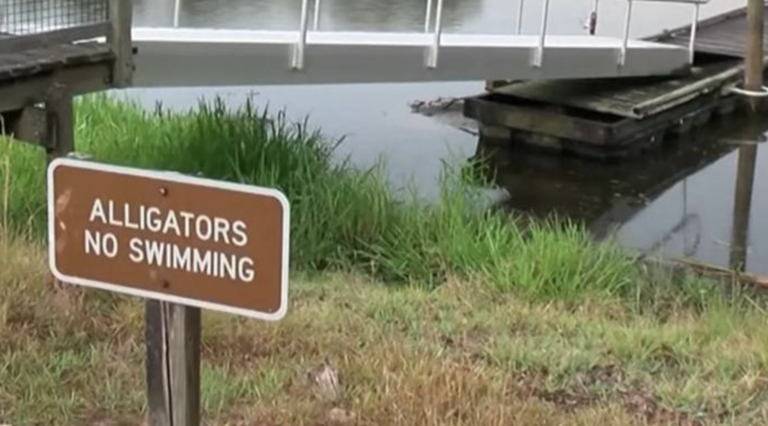 Prayers Pouring In After 'Horrifying' Alligator Attack On U.S. Lake