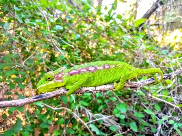 Scientists find rare chameleon population on the brink