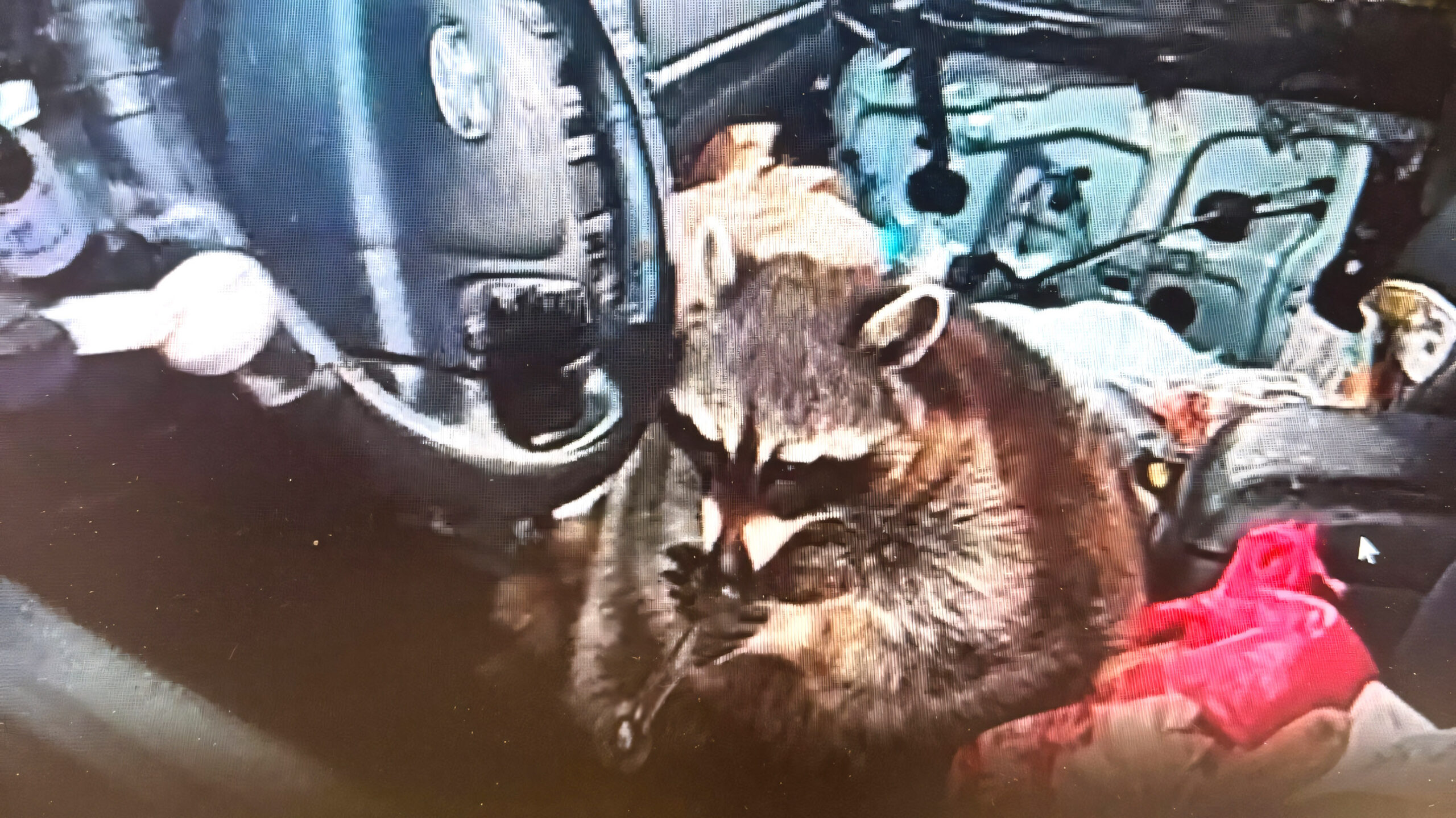 Cops Find Raccoon Holding Meth Pipe In Its Mouth During Traffic Stop