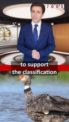 Prehistoric Terror Duck That Used to Roam Australia Reanalysed by ...